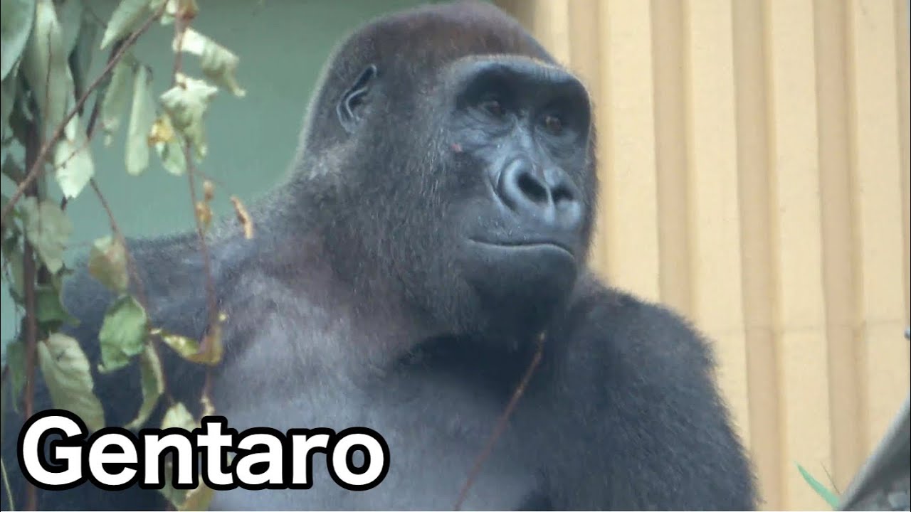 Gentaro's testicles are invisible soon.(gorilla information sharing ...