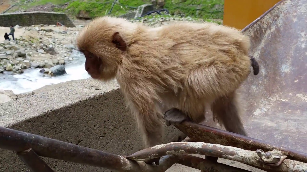 Cute Baby Monkey Hanging Out in a Wheelbarrow - Japanese Macaque ...