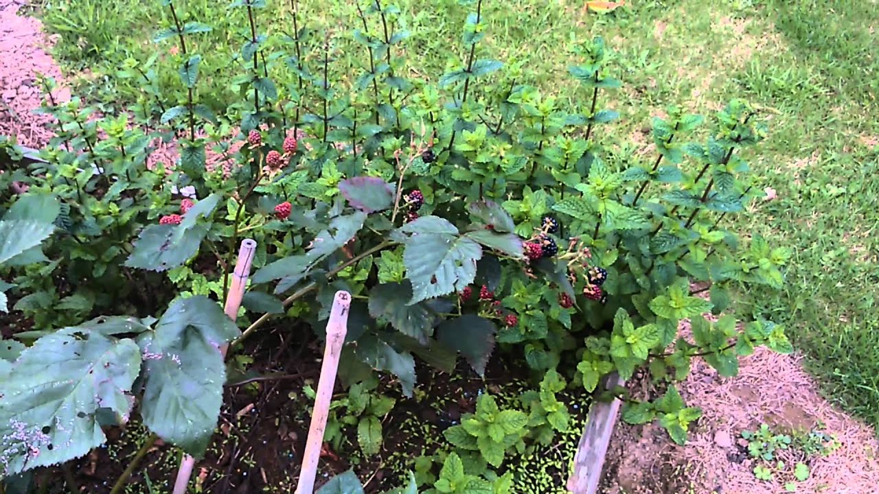 zitoune meknes 2014-1 vergonnes - YouTube