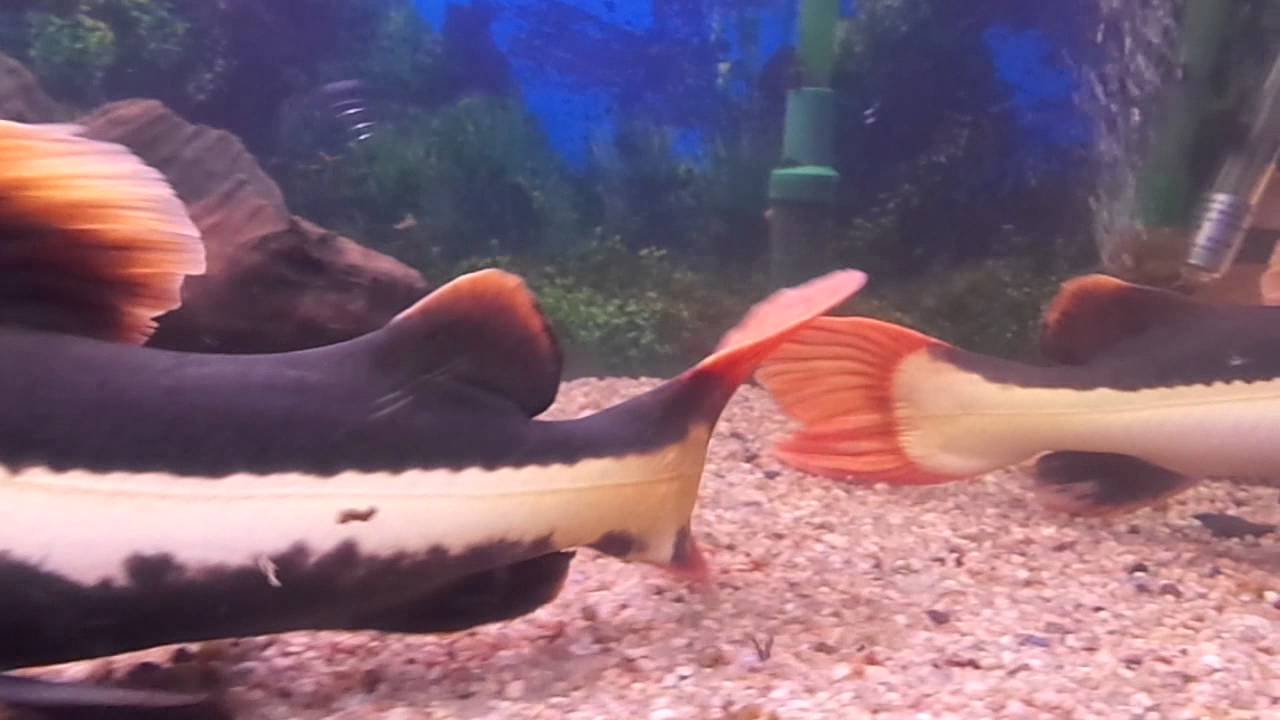 Mi acuario de Peces Monstruosos - parte II - YouTube