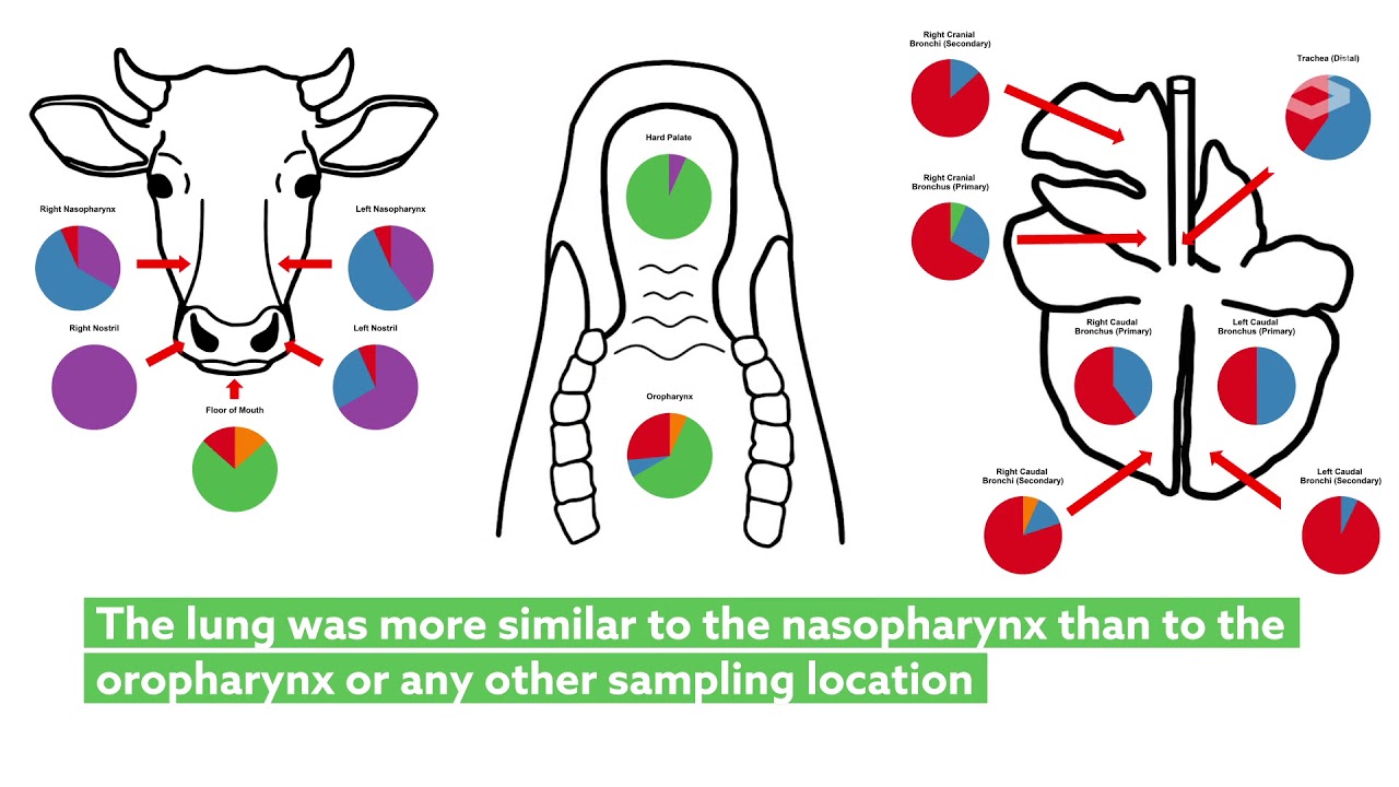 Topography of the respiratory tract bacterial microbiota in cattle ...