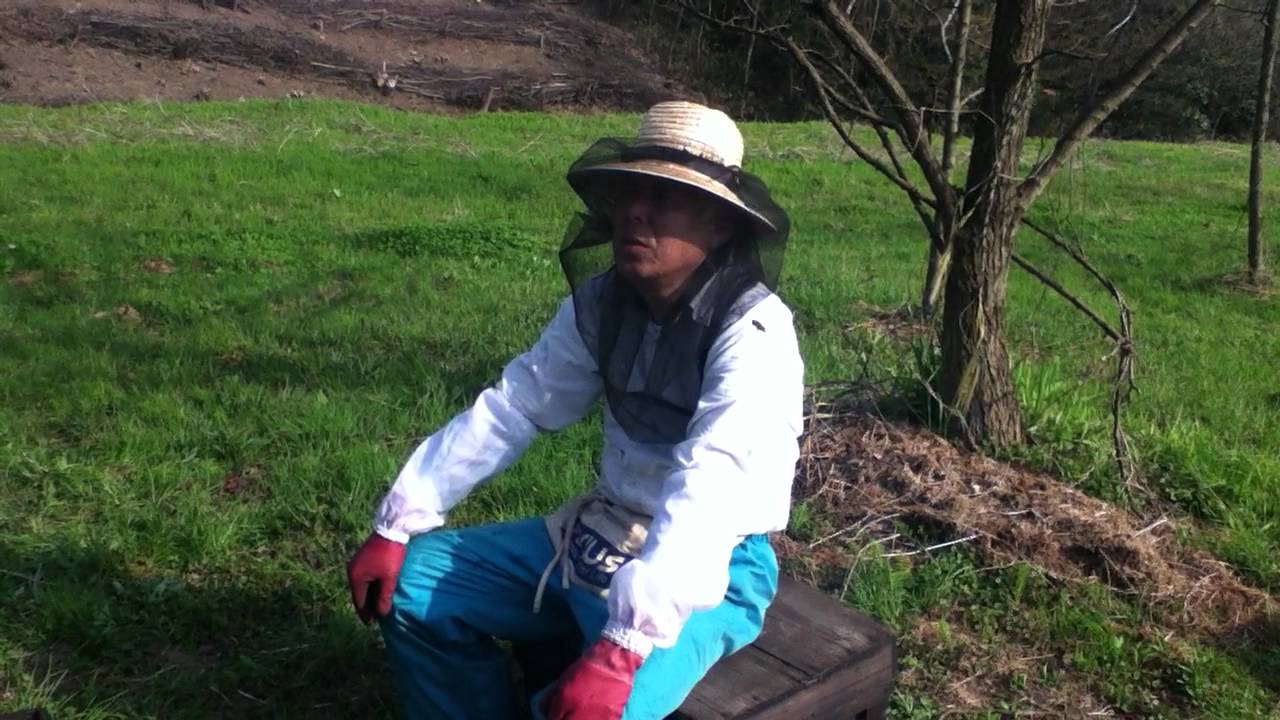 April 19, 2012: Japanese beekeeper explaining bees I am getting. - YouTube