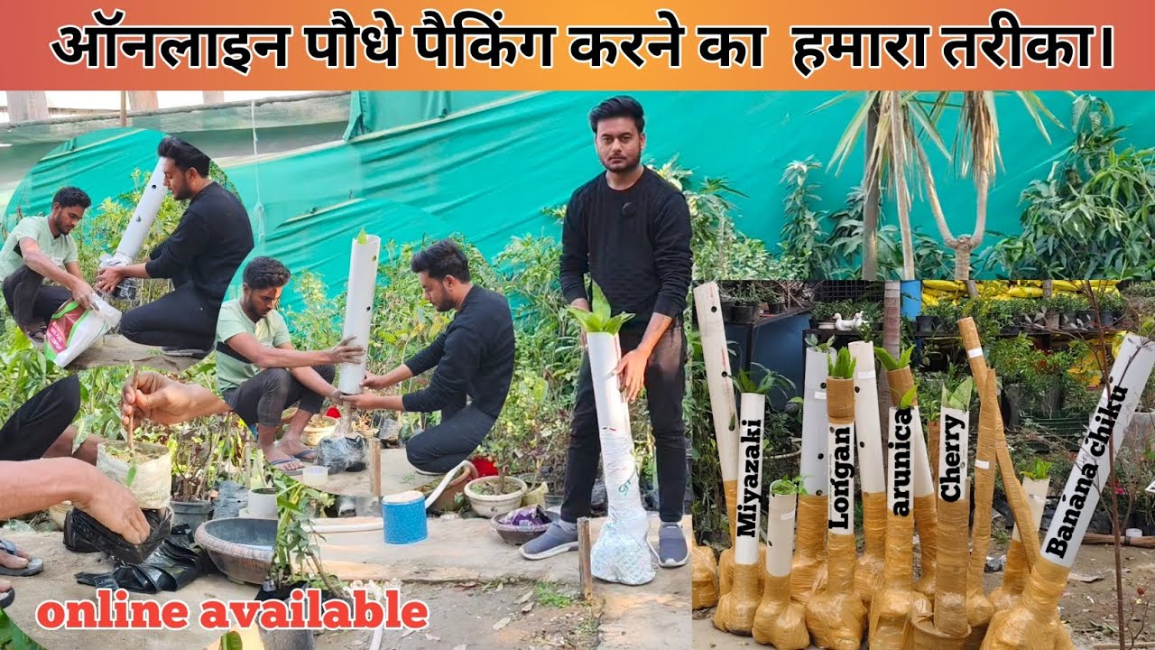 How Plants are packed for online, by courier ☘️ । PVC Pipe packing ...