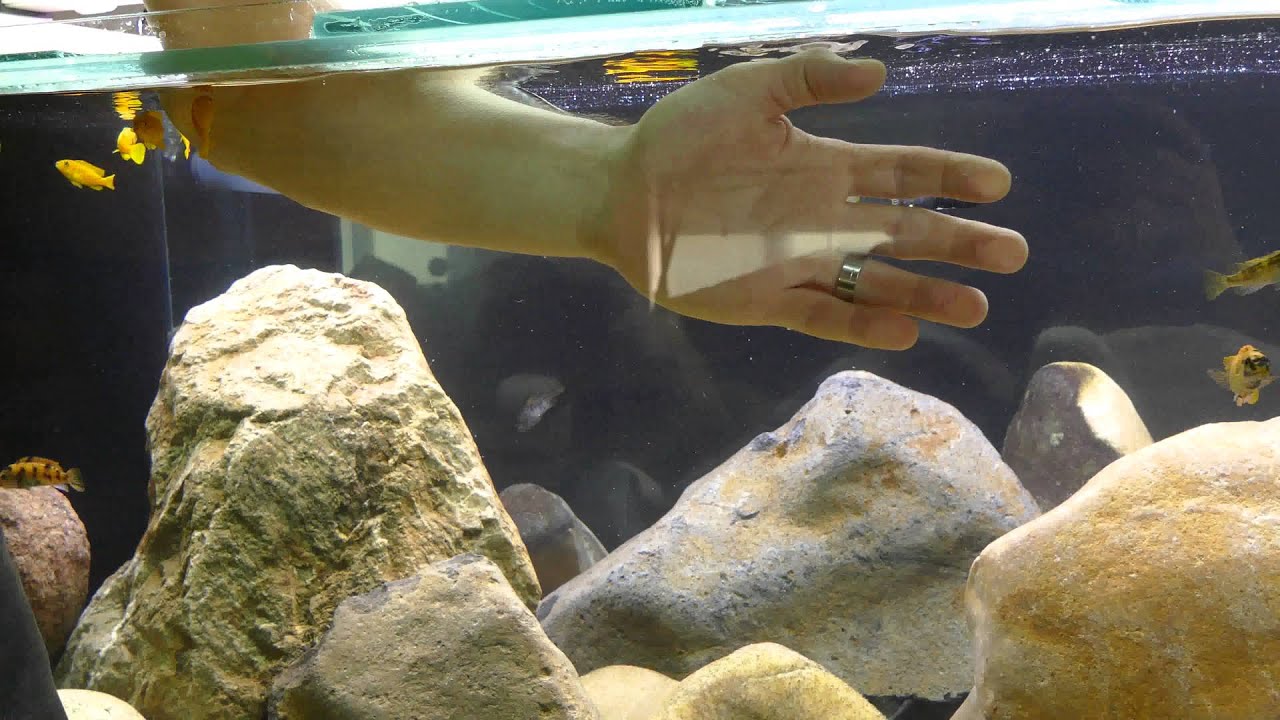 Mbuna grazing...from my arm - YouTube