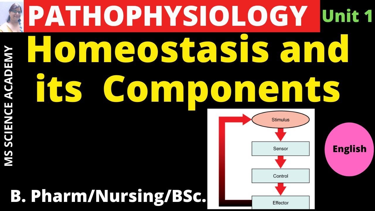 Homeostasis, Components & Types of Feed Back System-(English)-B Pharm ...