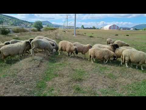 koyun sesi , Koyun sesi , Koyun sesleri , Koyun videoları , Kuzu Sesleri , hayvan sesleri