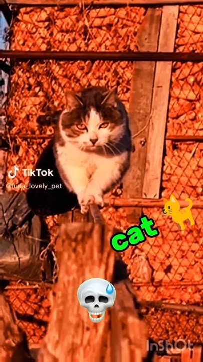 cat +9999 aura - YouTube