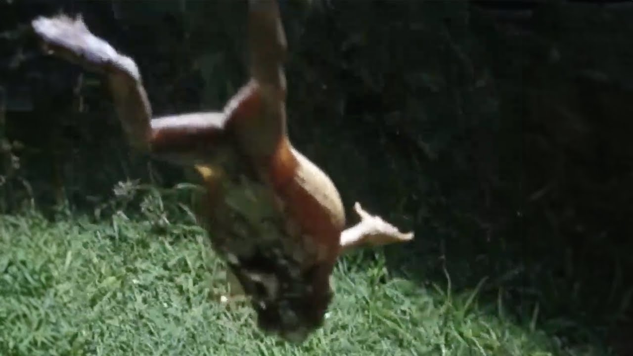 Toad Hunter - YouTube