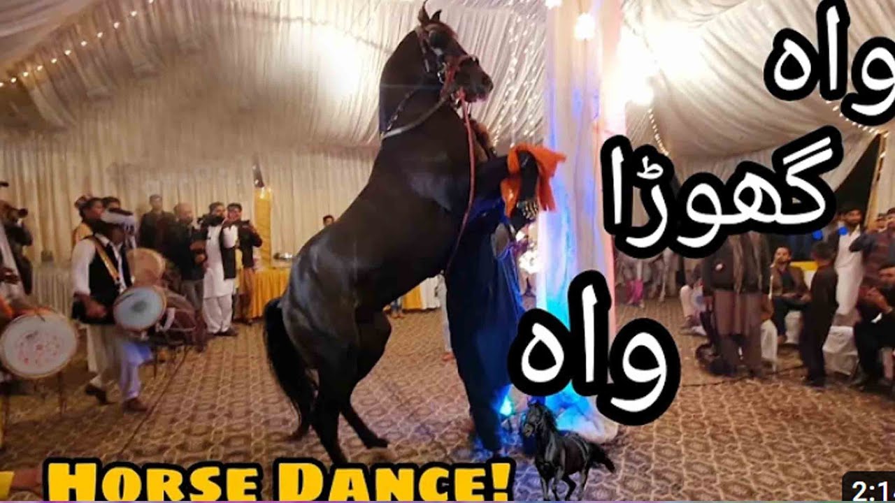 Best Horse Dance 2024 | Ludi Dance 2024 | Padhrar Pail Program | - YouTube