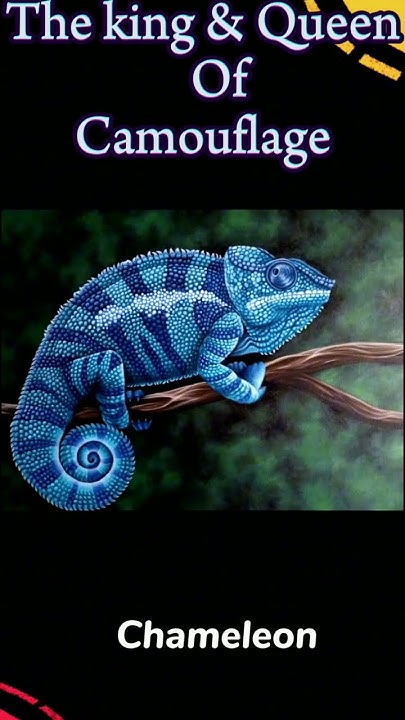 the king of Camouflage 👑 - YouTube