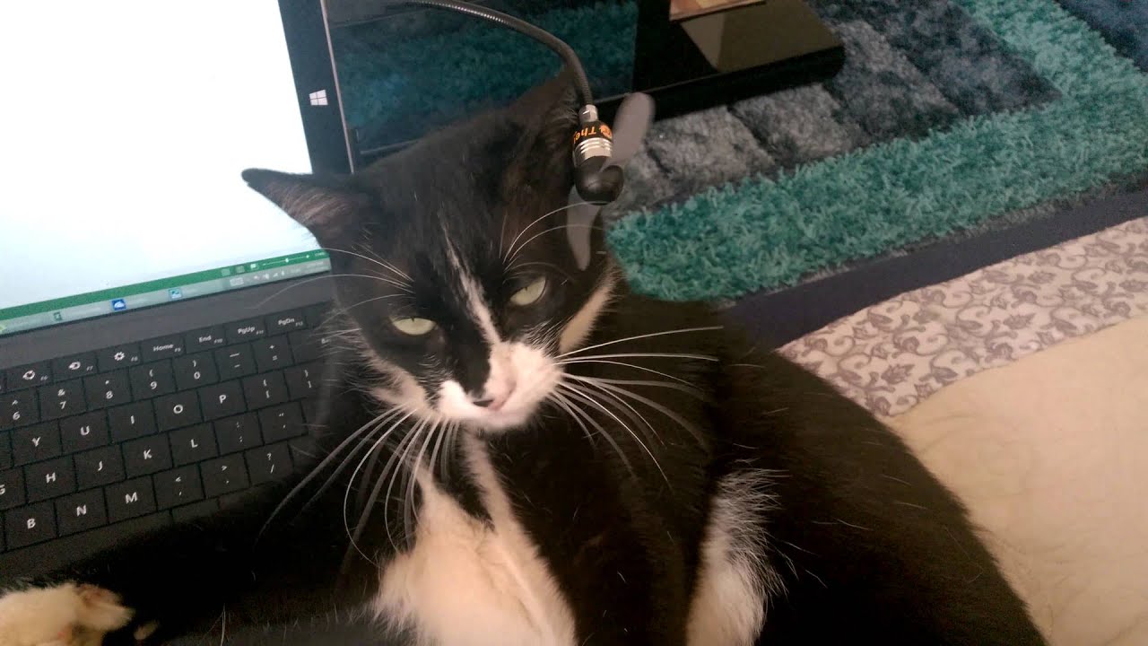 Cat Versus Fan - YouTube