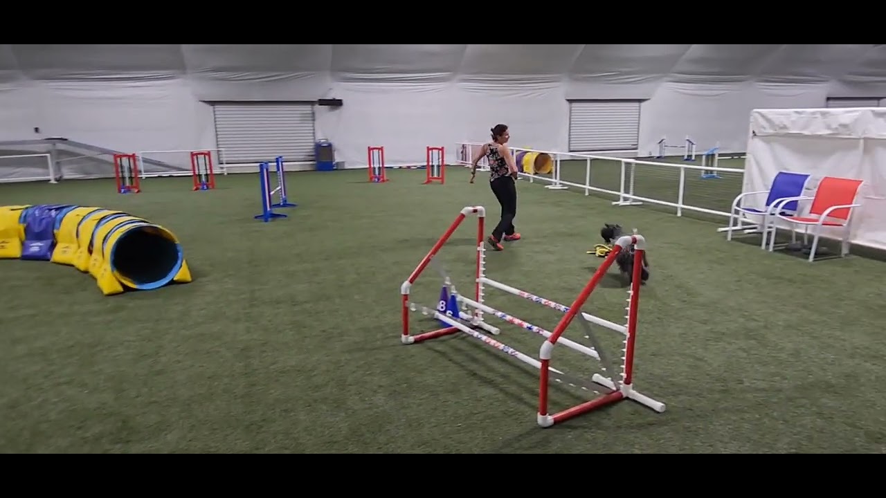 Queen Bee kerry blue terrier agility - handler skills - someday we will ...
