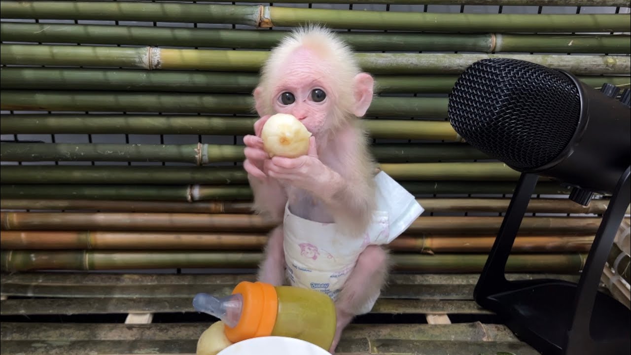 Monkey Baby ASMR. Baby Monkey Juno Eats Bananas, Makes You Hungry - YouTube