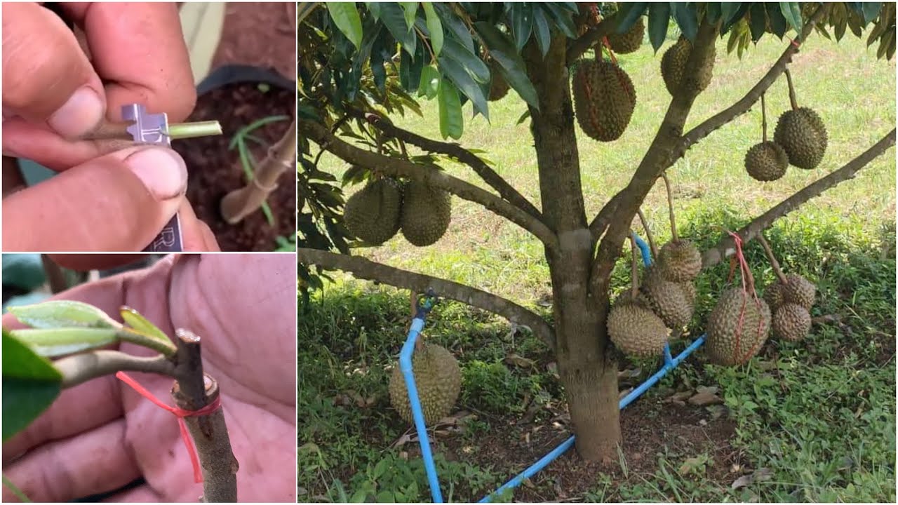 Grafting durian growing from seed (mustang king durian ) - YouTube