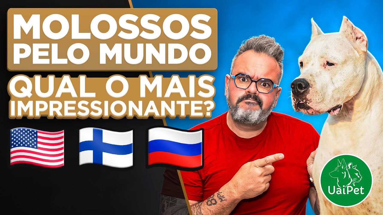 Molossos Pelo Mundo: Quem é o Verdadeiro Rei dos Molossos? | Cinofilia ...