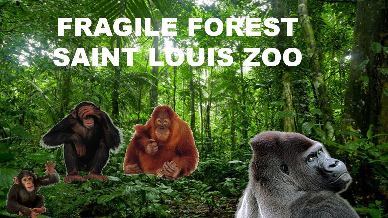 Uncaged Zoo Tours: Fragile Forest-Saint Louis Zoo ft. Baby Chimpanzee # ...