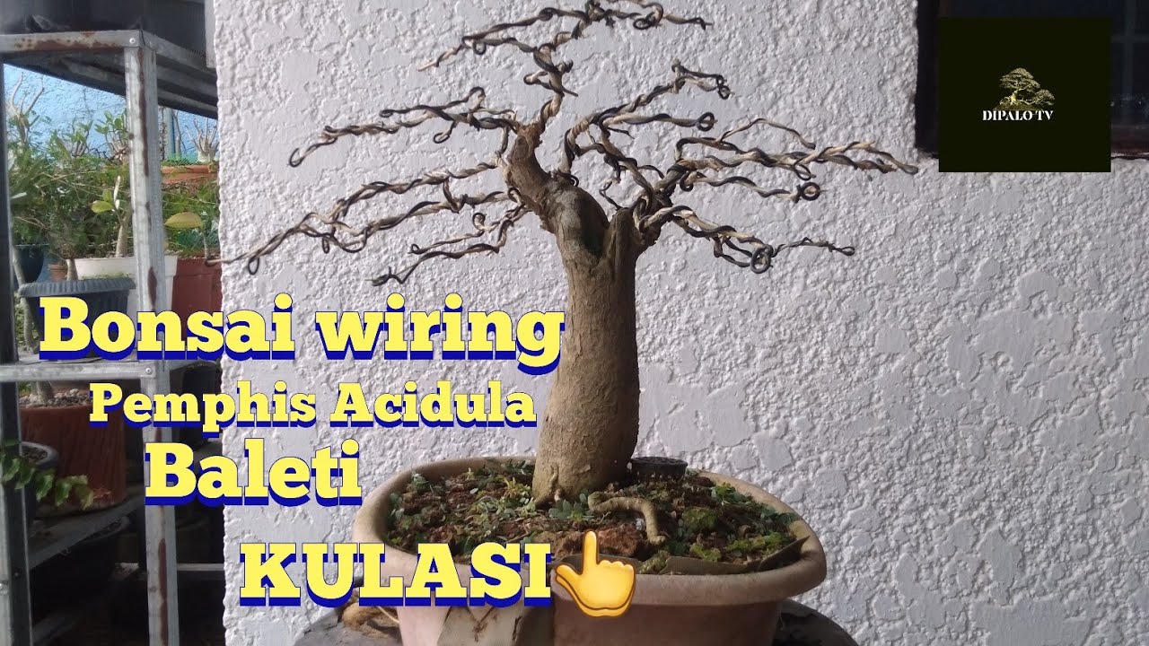 how to wire pemphis acidula +ficus concinna and kulasi bonsai@DIPALO TV ...