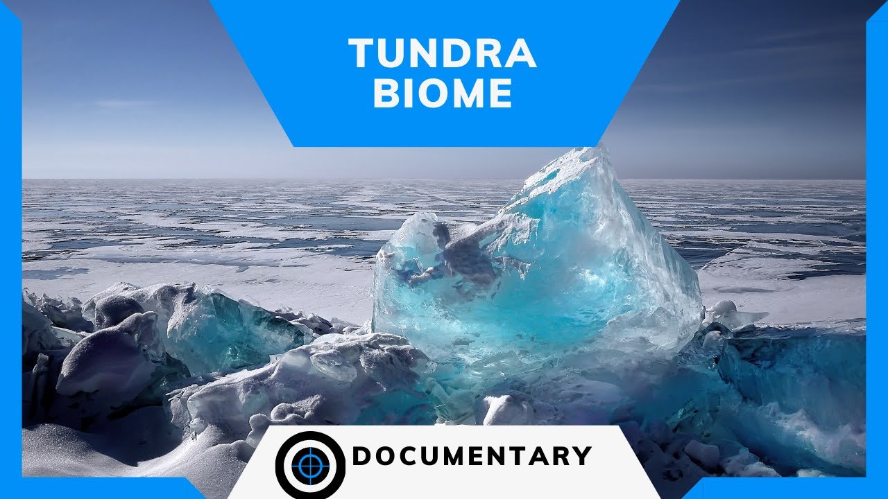 TUNDRA BIOME | 3 MIN DOCUMENTARY. - YouTube