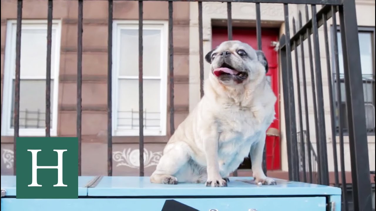 'Dogs Of New York' - YouTube