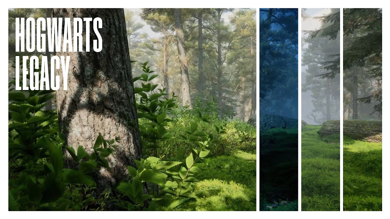 Day to Night Loop | Hogwarts Legacy | Forest Ambience | North Hogwarts ...