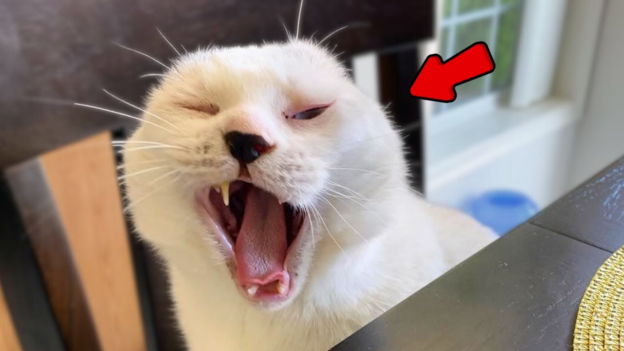 She Adopted an Earless Cat And He Changed Her Life Forever - YouTube