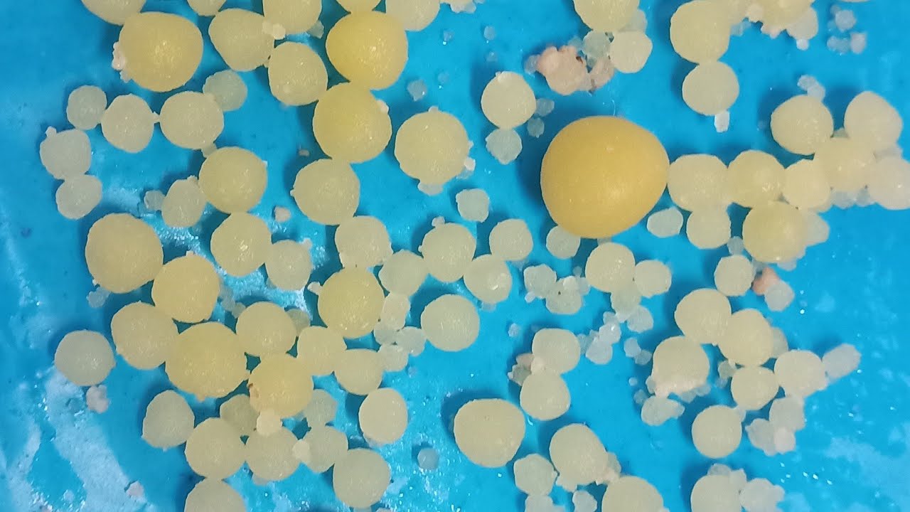 urinary calculi,bladder stones, Canine urolithiasis,मुतखडा आँपरेशन ...