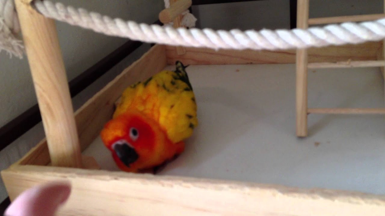 Chicken Tap Dance - YouTube