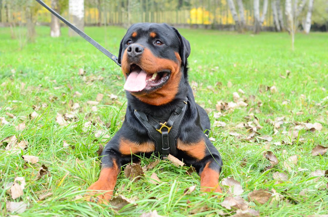 Rottweiler wears Leather Dog Harness perfect for Tracking & Obedience ...