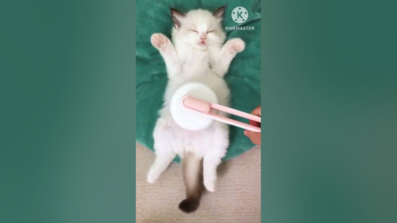 Cute Cat Massage Youtube