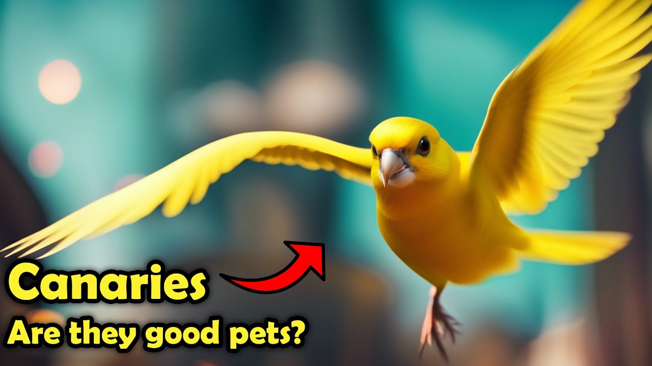 Canaries as Pets: The Pros and Cons of Keeping a Canary as Pet! - YouTube