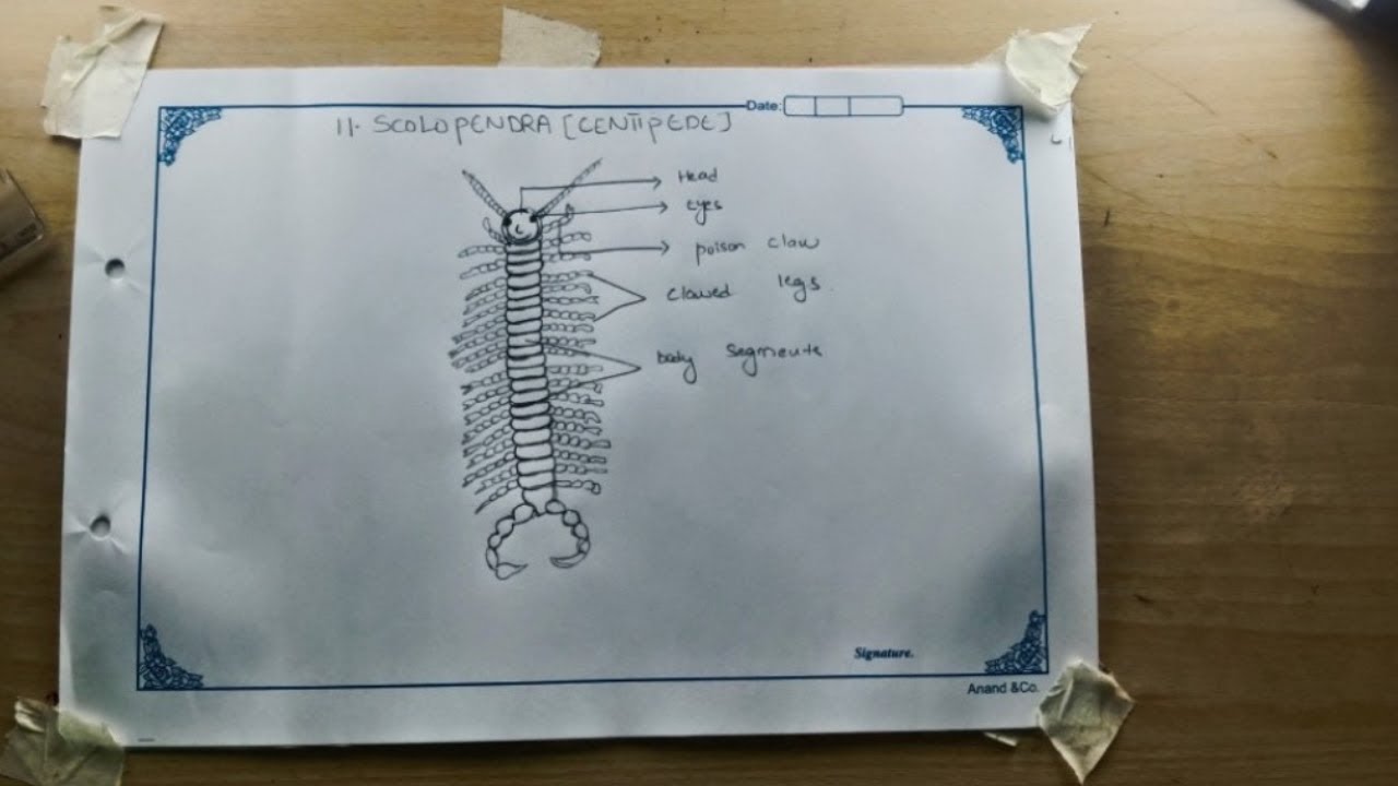 #Intermediate #123 zoology practical record. How to draw scolopendra ...