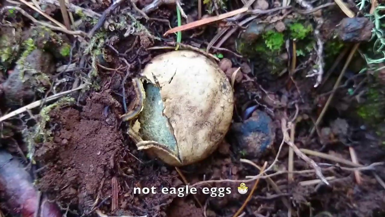 Mystery Mushroom (Part 2) - Barometer Earthstar (Astraeus hygrometricus ...