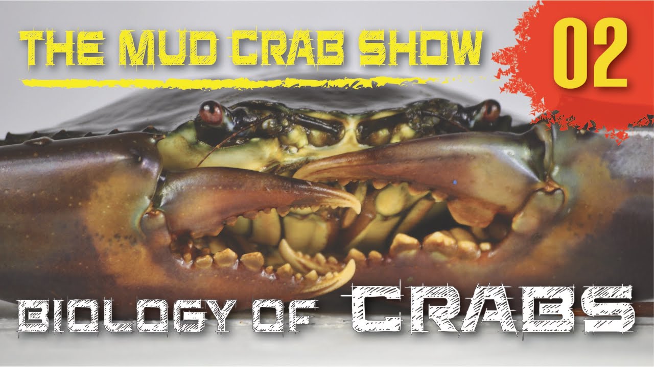 Biology of Mud Crabs (Scylla Spp) [ENGLISH | MALAY Subs] | Episode 2 ...