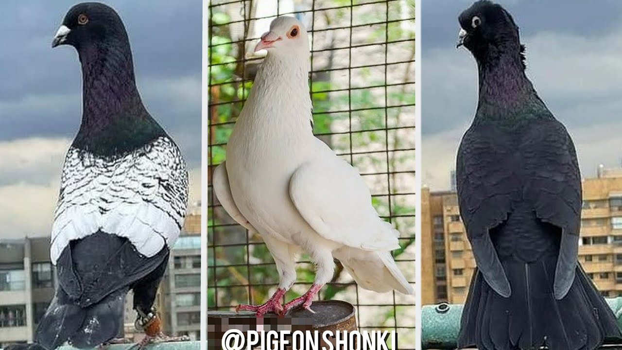 Kabootar ki video ️😍 kabootar status video l🥰🇮🇳 kabootar status ll ...