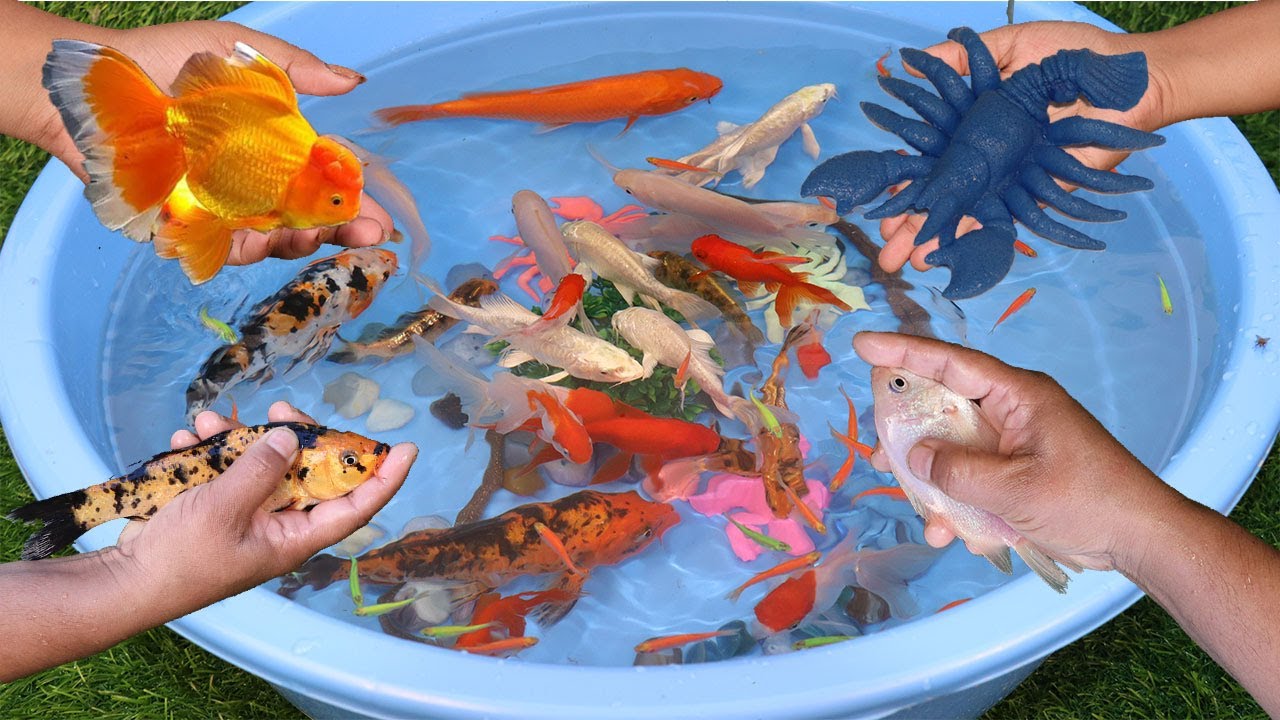 Cute animals video|Molly fish guggy fish curp in a tub - YouTube