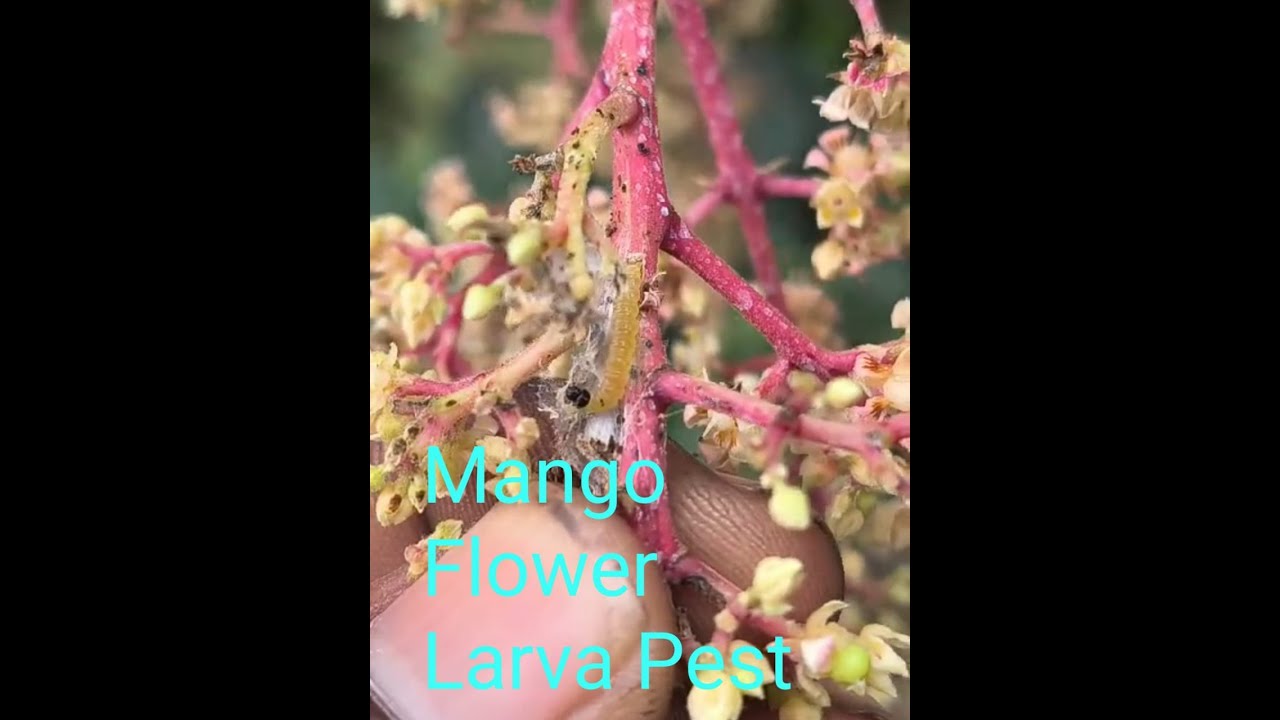 Mango Flower Larva Pest - YouTube