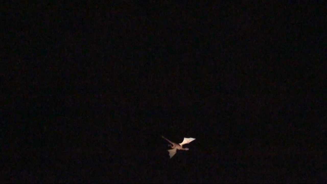 Disney's Dragon Flies Over New Fantasyland - Full Video - YouTube