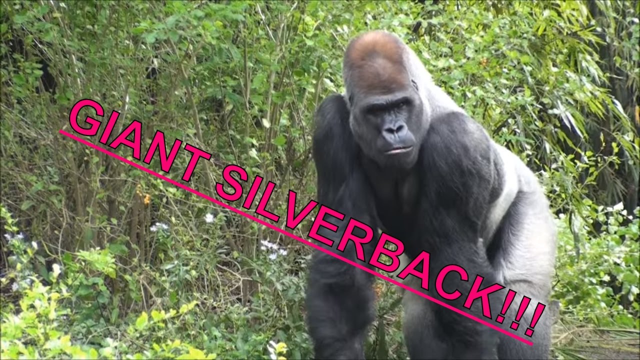 Giant Silverback Gorilla in Disney World Animal Kingdom Orlando Florida ...