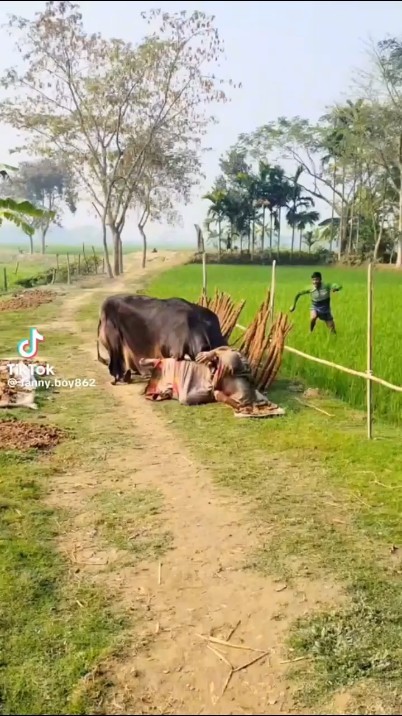 COW PRANK #funny #fypシ゚viral - YouTube