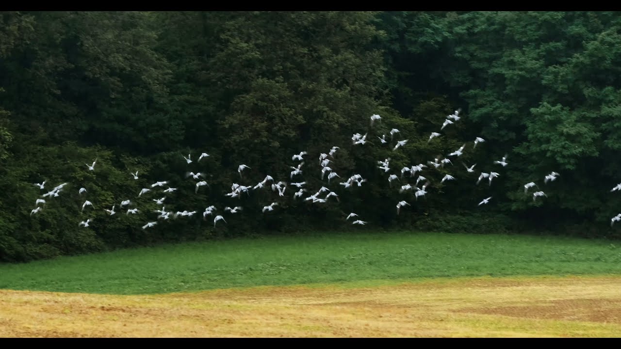 La grande migration des pigeons ramiers octobre 2021 02 - YouTube