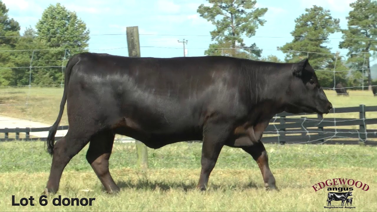 Edgewood Angus Lot 6 - YouTube