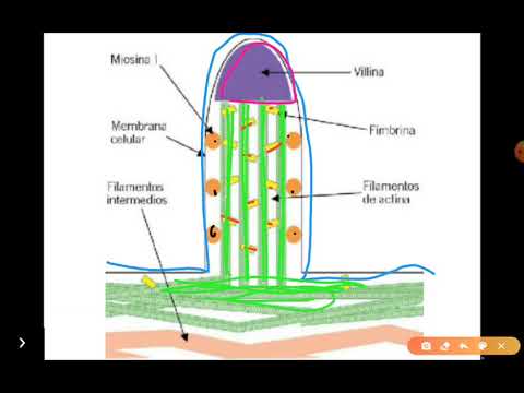 Tejido epitelial 2. Especialización de la membrana apical - YouTube