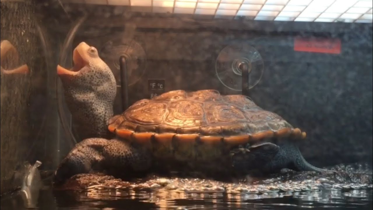 Roshi, my Diamondback Terrapins 1st tank set up - YouTube