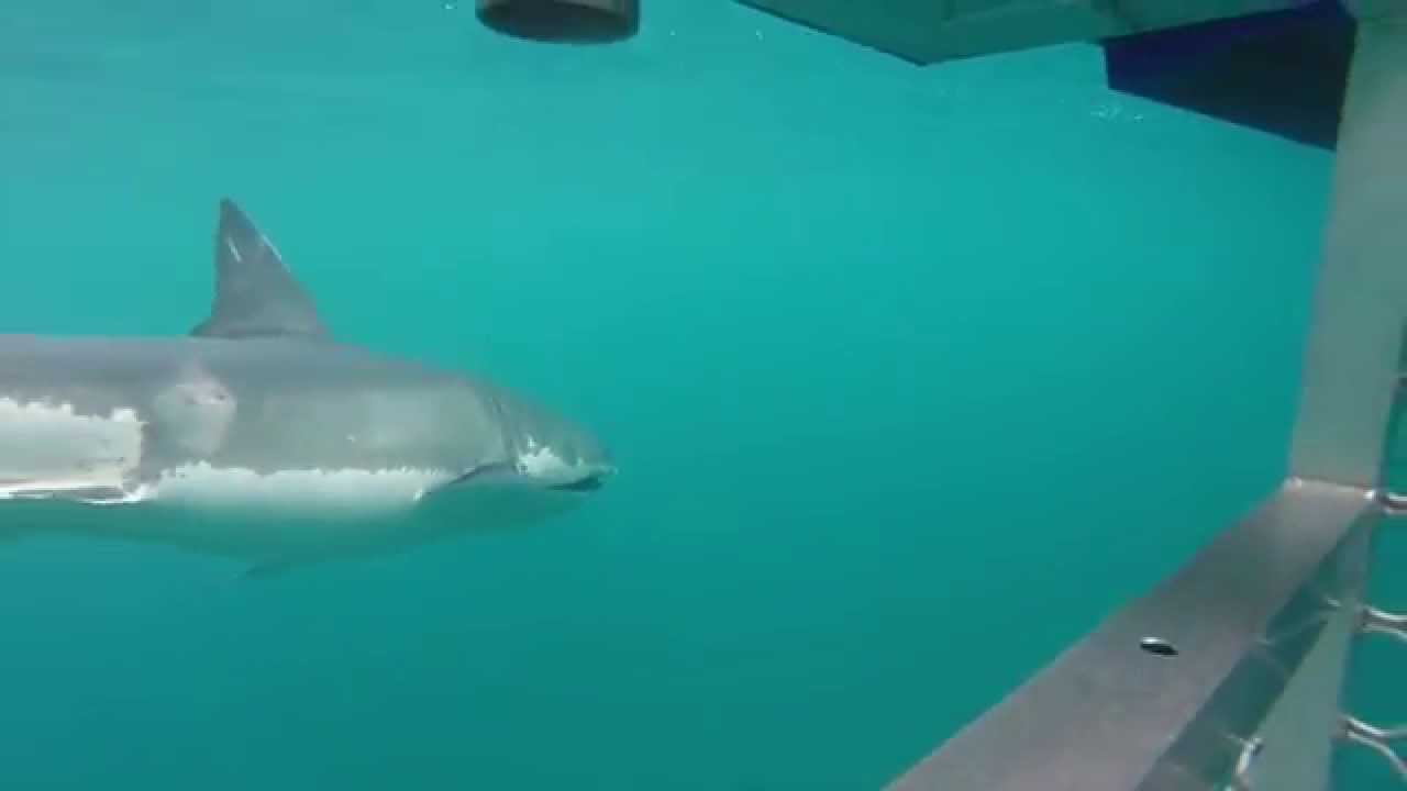 Shark Diving Stewart Island New Zealand - YouTube