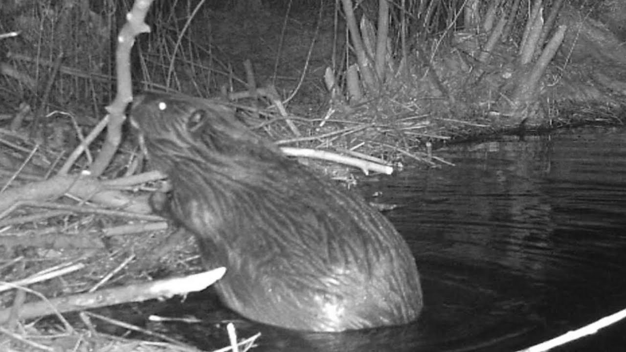Beaver Dam Cam - YouTube