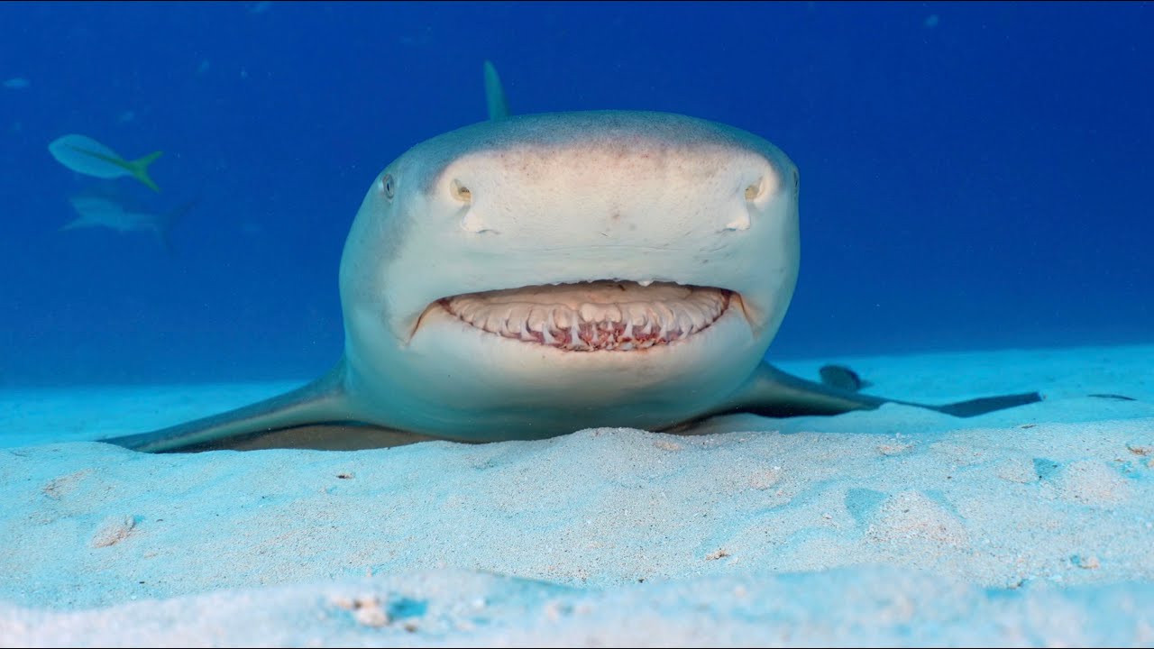 The LARGEST LEMON SHARKS at TIGER BEACH – 4K UHD – Sony A7S III – By ...