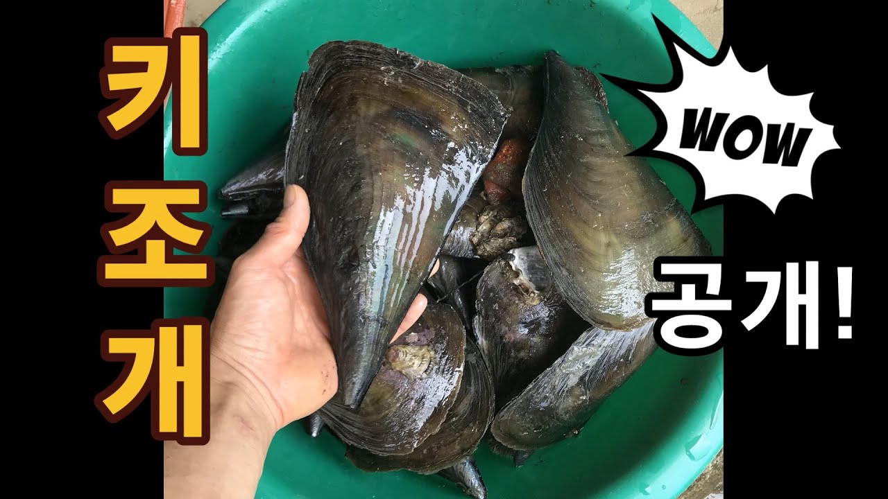 키조개 해루질 영상공개~ 쉽게 따라하기! comb pen shell catching!! 키조개 잡기 underwater ...