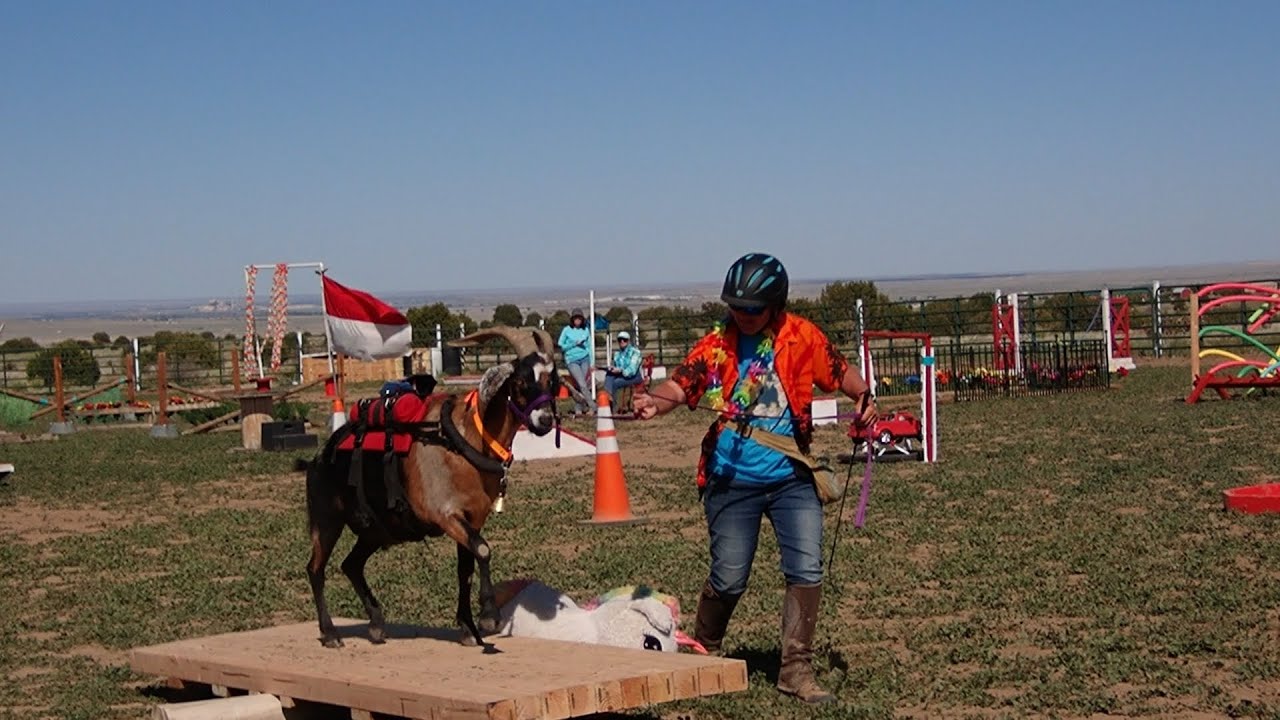 Goats Obstacle Challenge Fiddle Live | May 4, 2025 - YouTube