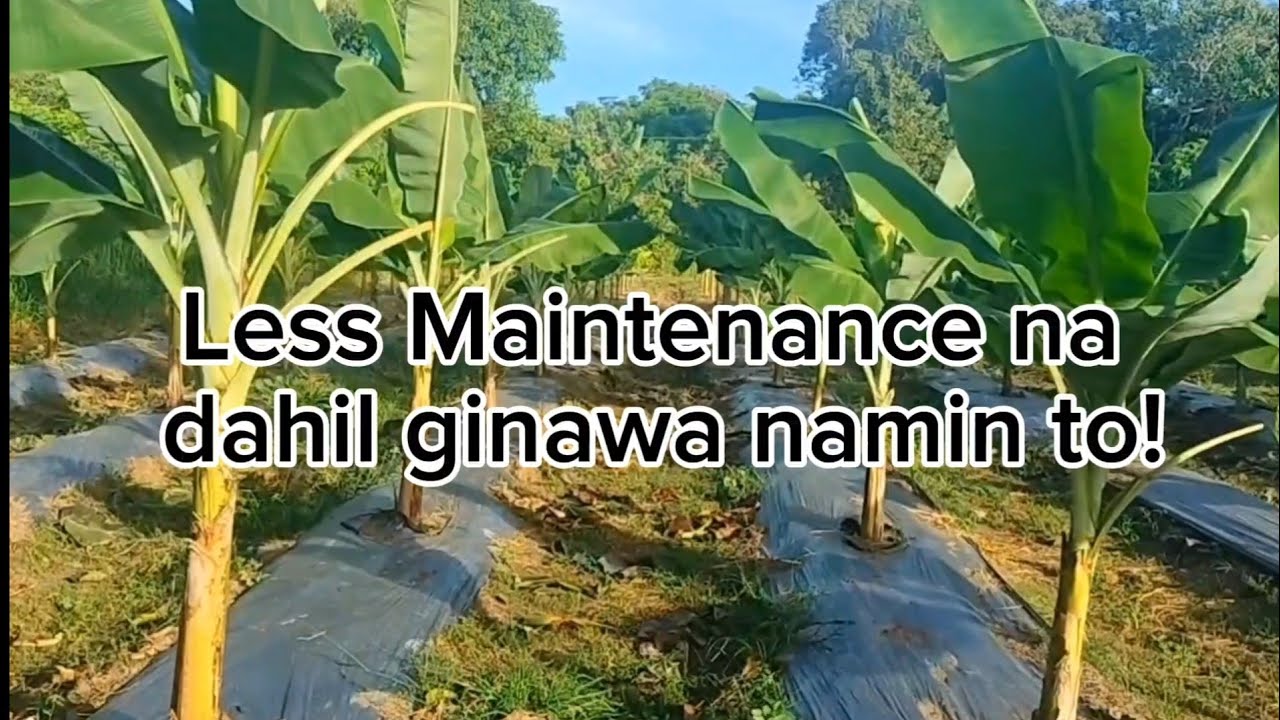 ANO ANG KAGANDAHAN NG PLASTIC MULCH SA SAGINGAN? LAKATAN BANANA - YouTube