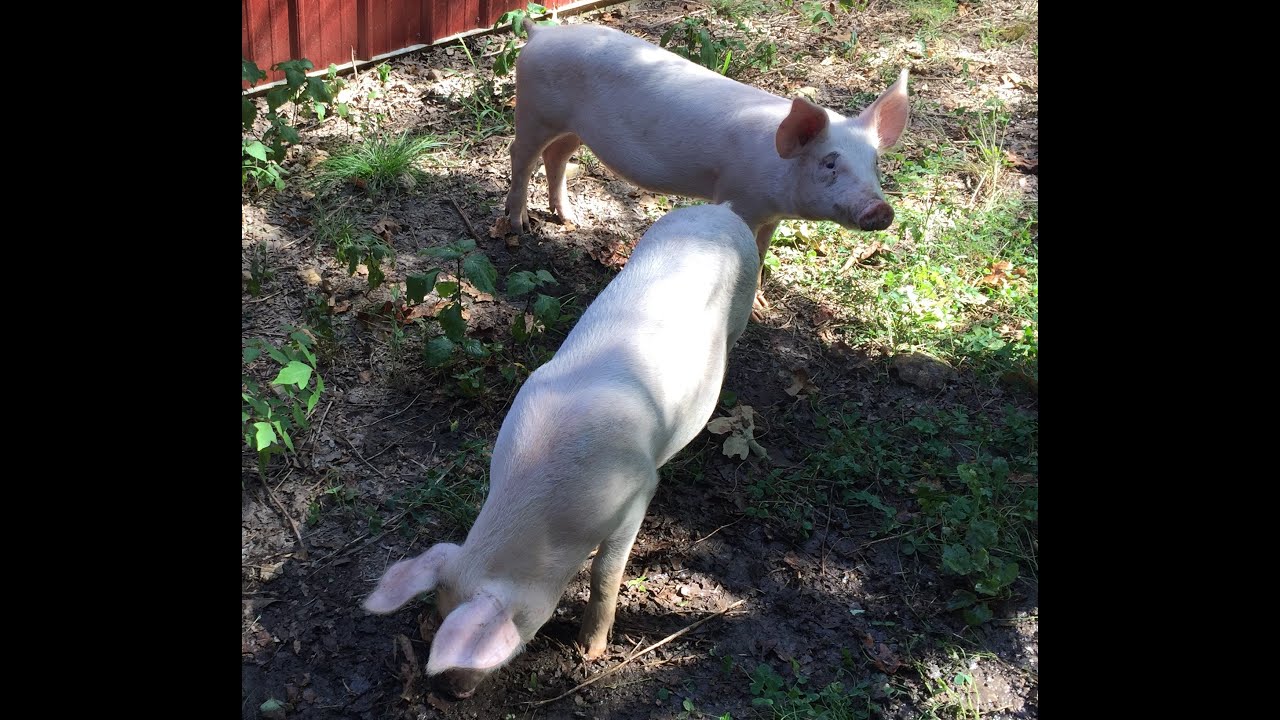 Into the Chaos - PIGS! - YouTube